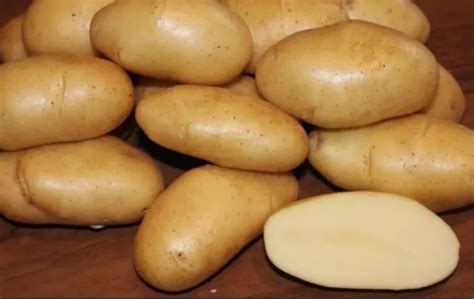 Картофель Дрова: описание сорта, характеристика, урожайность