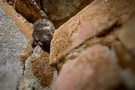 Celler Bilder – Durchsuchen 813 Archivfotos, Vektorgrafiken und Videos ...
