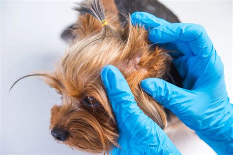 Simparica − jaké benefity nabízí první... | veterinární-lékaři.cz