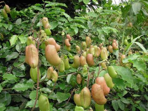 Griffonia: proprietà e benefici - Idee Green