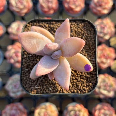 Pachyphytum Werdermannii 2" Succulent Plant Cutting – True Succulents ...