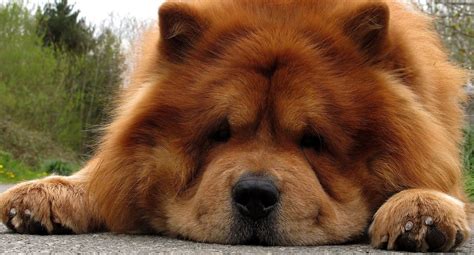 15 Chow Chow Dog Facts So Interesting You’ll Say, “OMG!” | Pet Reader