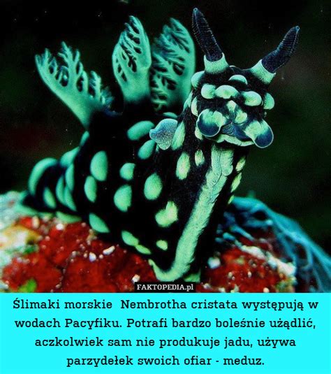 Ślimaki morskie Nembrotha cristata