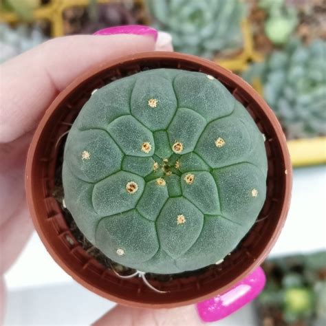 Matucana MADISONIORUM - SUCCULENT.KUPI