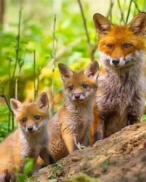 Pin by Patty on Foxes | Animals, Animal pictures, Animals wild