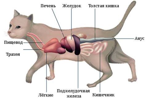 Заболевания поджелудочной железы у кошек
