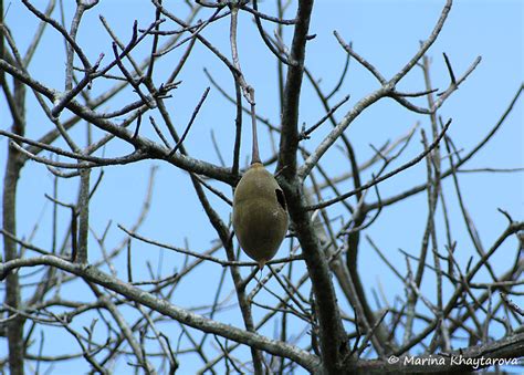 Trees of Tropical Asia - Adansonia