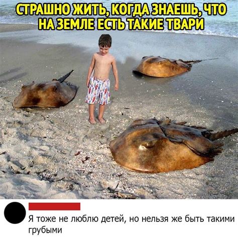 Лев Толстовка | Веселые мемы, Смешные детские мемы, Смешные мемы