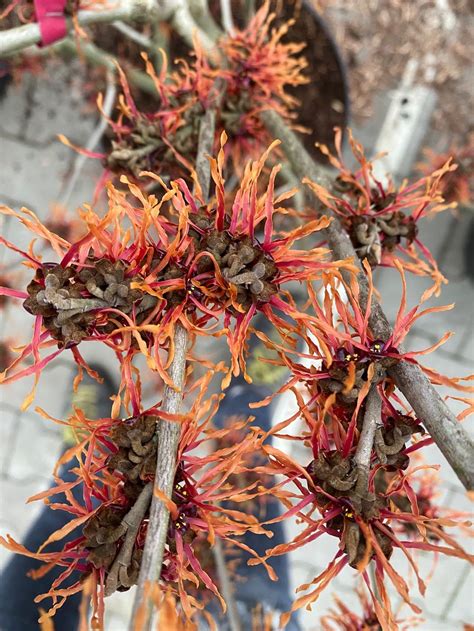 Zaubernuss Hamamelis intermedia Feuerzauber Strauch kaufen