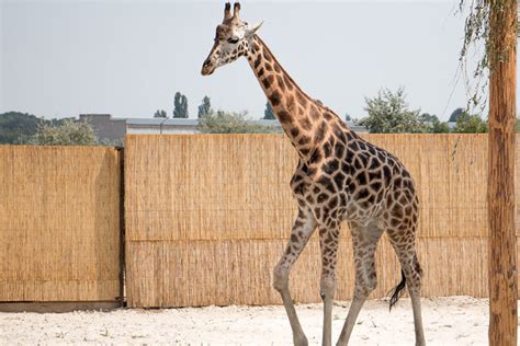 Жираф Ротшильда / Rothschild Giraffes