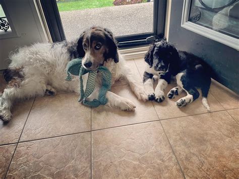 10 year old Willy with his 16 week old sidekick Otis : r/springerspaniel