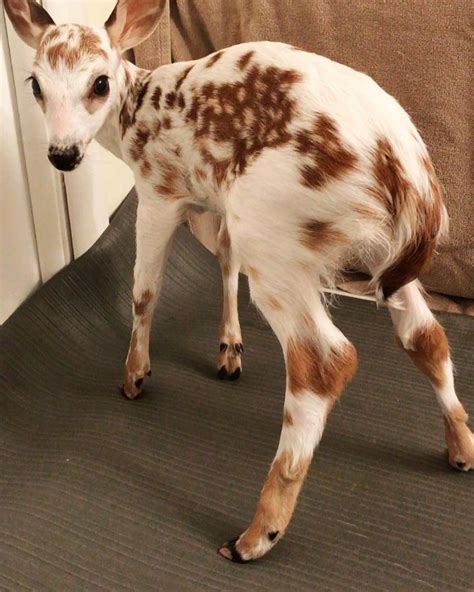 ♡𝘱𝘪𝘯𝘵𝘦𝘳𝘦𝘴𝘵:𝘤𝘵𝘪𝘴𝘮𝘧 | Animals beautiful, Pretty animals, Rare animals