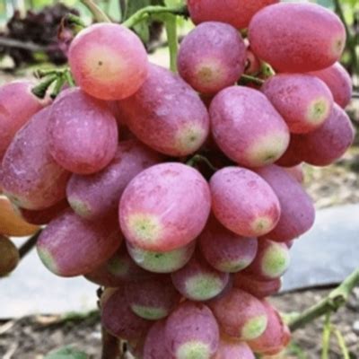 Виноград Басанти: описание и характеристики сорта, особенности ухода и ...
