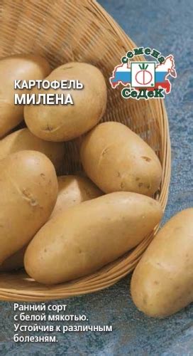 Картофель Милена, 0.02 г • Seed Shop