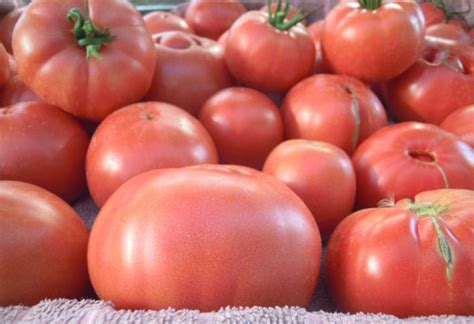 Микадо розовый томат. Отзывы, описание сорта, фото