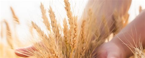 Продукты из пророщенных зерен | Продукция из экологически чистых зерен ...