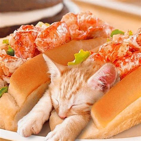 Коты и Еда | Пикабу