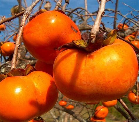 Хурма: описание лучших сортов - Со Вкусом