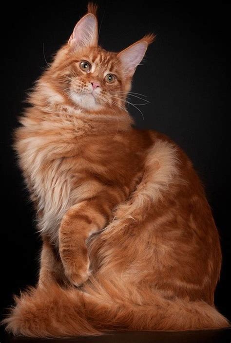 Pin on Cat: coat colors