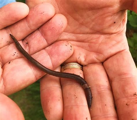 Worm Wars: Invasive species and the stories we tell about them ...