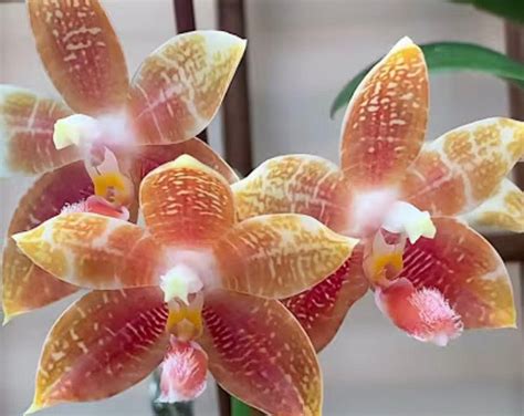 Phal. Corningiana X Sib, Fragrant and Pretty! - Etsy