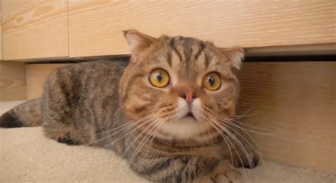 Category:Cats | CreamHeroes Wiki | Fandom