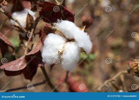 Bomull arkivfoto. Bild av växt, etiopi, vitt, etiopisk - 31372782