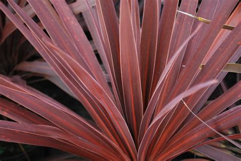 Кордилина (Cordyline): уход, фото, виды