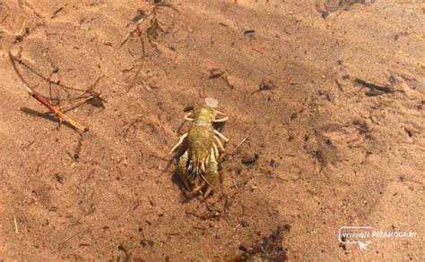 На Вилейском водохранилище замечены раки - Шлях Перамогі