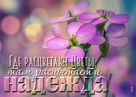 Открытка Где расцветают цветы, там расцветает и надежда- Скачать ...