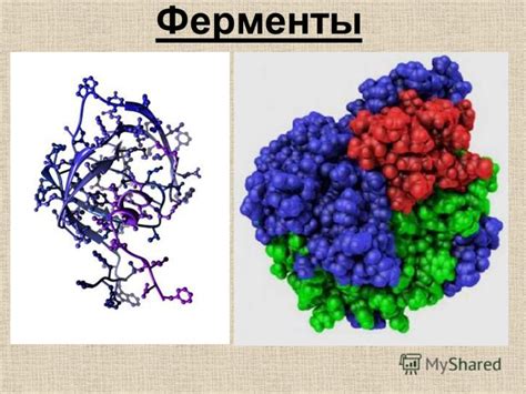 Презентация на тему: "Ферменты Что это? Ферменты, или энзимы, это ...