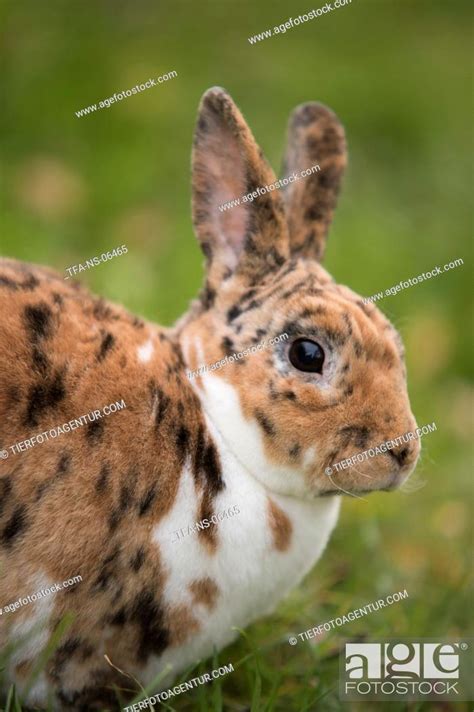 Micro Rex, Stock Photo, Picture And Rights Managed Image. Pic. TFA-NS ...