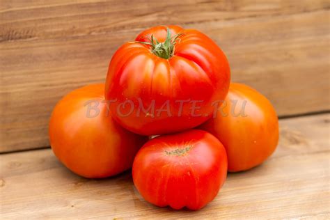БУГАЙ КРАСНЫЙ — BTomate