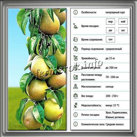 Колоновидные груши: особенности, лучшие сорта с фото, уход