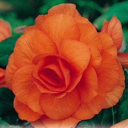 Купить луковицы бегонии из питомника "КСП" – доставка почтой, СДЭК