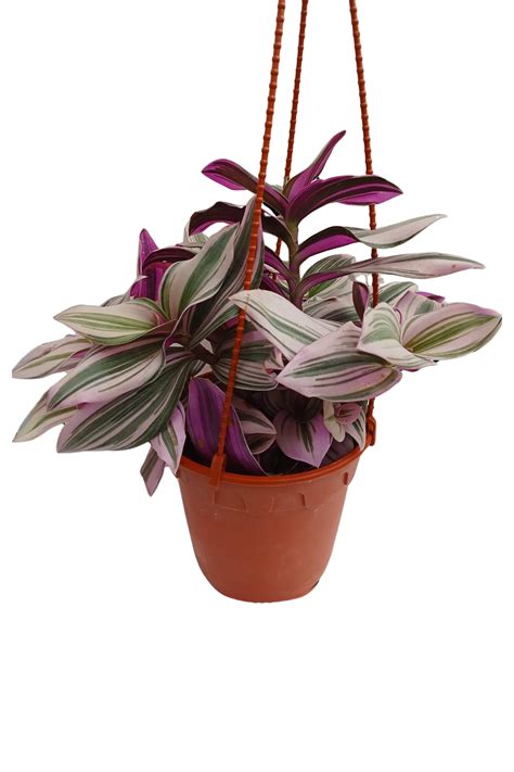 Tradescantia Nanouk #150 – Chengtai Nursery