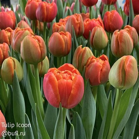 Tulip Icoon авторское фото BUFL.RU | Цветы, Фотографии цветов, Тюльпаны