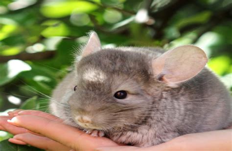 Chinchillas: Zoohandlung Möller
