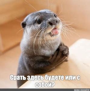 Создать мем "милые выдры, выдра детеныш, выдра животное" - Картинки ...