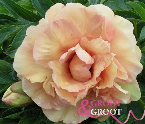 Soleil D'Ambre peony | Available all year round | Free qoute