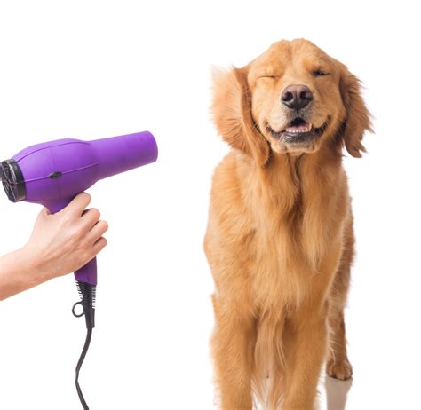 Artero pour chiens - Miscota België