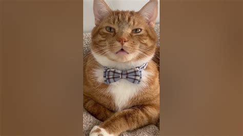 Kona are you cute? 😽 #cute #funny #cats #kona #gingercat #shorts #funnycat #pets - YouTube