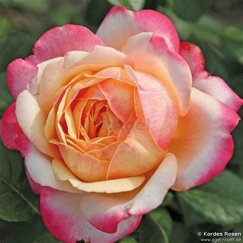 Buy Kordes' Jubilee ® – Hybrid Tea – AGEL ROSEN