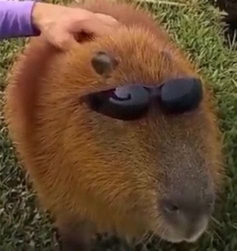 Капибара на чиле | Capibara, Schattige dieren, Dieren