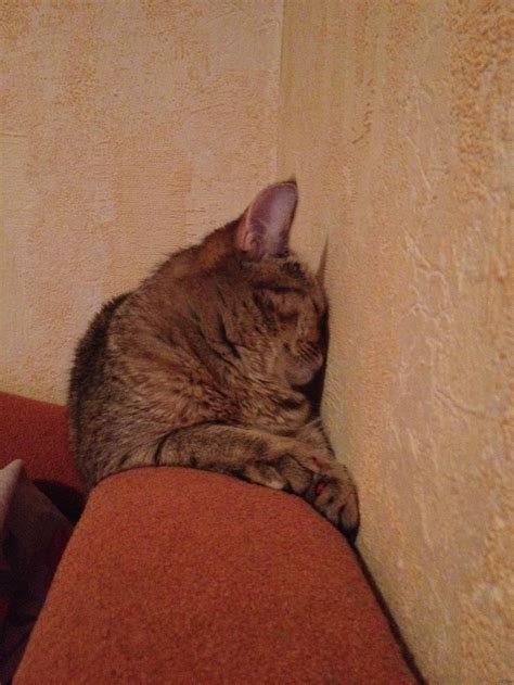 Причины почему кот смотрит в стену