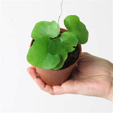 Dioscorea elephantipes | Plants | GrowTropicals.com