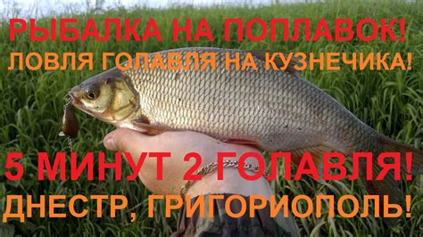 РЫБАЛКА НА ПОПЛАВОК! ЛОВЛЯ ГОЛАВЛЯ НА КУЗНЕЧИКА! 5 МИНУТ 2 ГОЛАВЛЯ ...