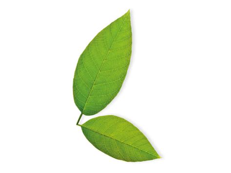 Le Noyer bio - Naturanove