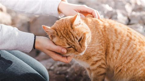 Tipps zum Streicheln von Katzen - und die Tabus