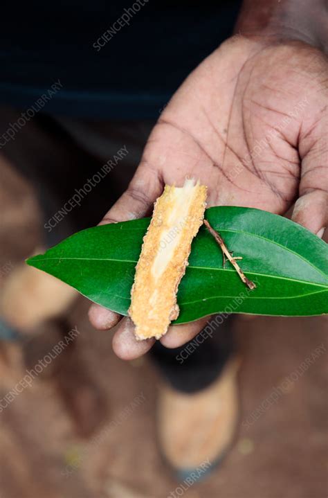 Cinnamon bark - Stock Image - C030/2945 - Science Photo Library